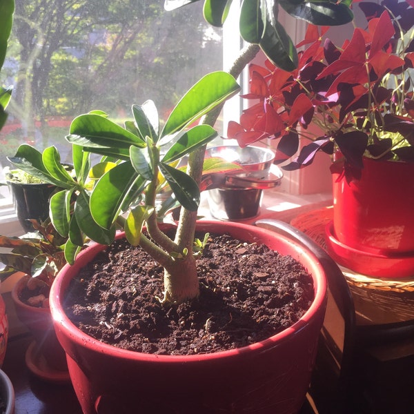 Single Bloom Desert Rose Succulent Live Plant, 5" Pot, Pink - Etsy