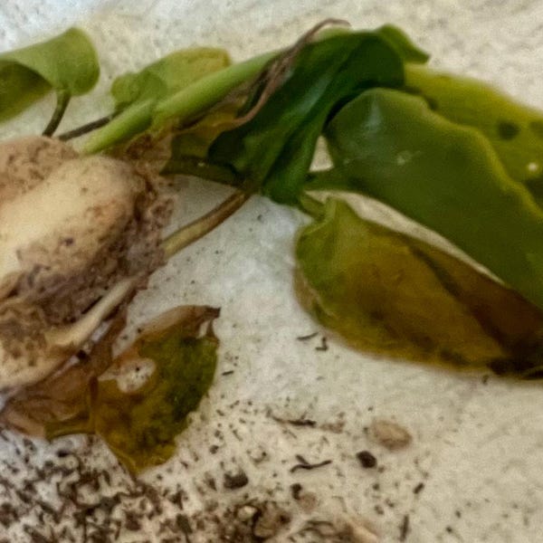 Ledebouria Sp. Barberton - Etsy