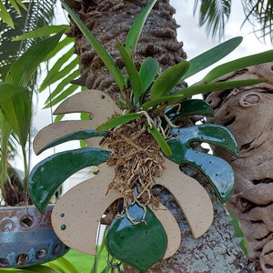 SQUAMIFERUM Philodendron Bare Rooted Cuttings Awesome Red Fuzzy Petiole ...