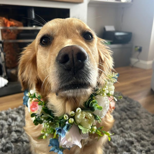 Dog Flower Garland,silk Flower Wedding Collar, White Ribbon Sash Neck ...