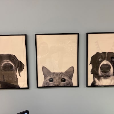 Dog Doctor Printable Wall Art Pet Portrait Veterinarian Clinic Decor ...