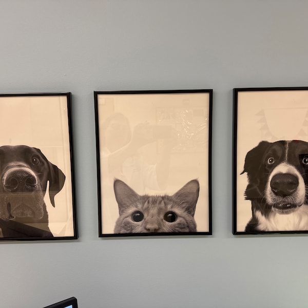 Peeking Cats Vet Clinic Printable Wall Art Cat Vet Office Decor ...