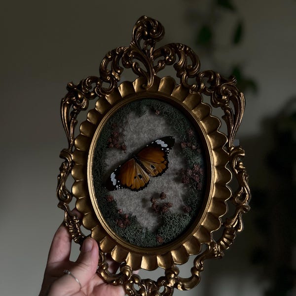 Giant Roly Poly Pill Bug, Sphaeropoeus Lugubris, Mounted in a Bell Jar ...