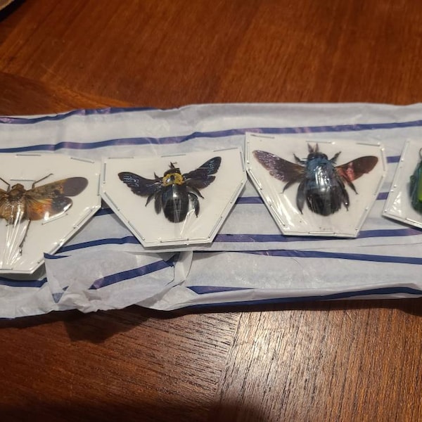 Assorted Bugs Insects Specimen Wholesale Mix Lot Bulk - Etsy