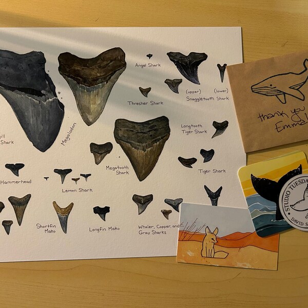 Illustrated Fossil Shark Teeth Chart Natural History Watercolor Art ...