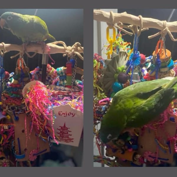 PARROT TOY *the Wood Pile - Size Medium* Perfect for CONURE * African ...