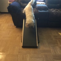 Doggoramps Small Dog Ramp for Bed including Tall Beds - Etsy Canada