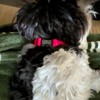 Rifle Paper Co Print Dog Collars 9 Cute Floral Trendy Patterns No ...