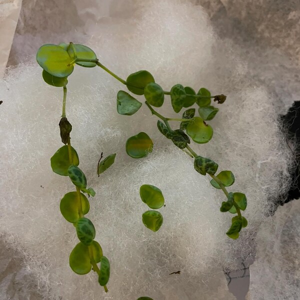 String of Turtles Cuttings, Peperomia Prostrata, Succulent Cuttings, Live Plant Cuttings - Etsy