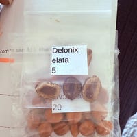 Delonix Elata Tree 5 Seeds, White Gulmohar Poinciana Bonsai Garden ...
