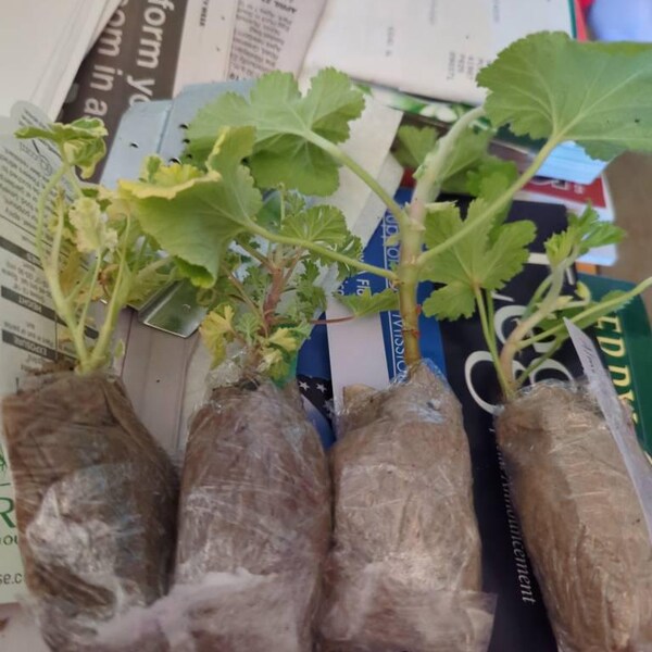 Sage Nazareth - Etsy