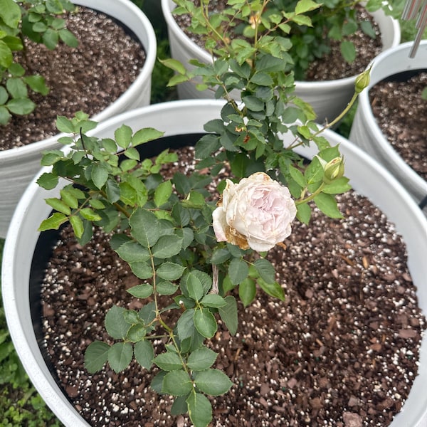 Rose “ausbite” English Climbing Rose Plant Ownroot - Etsy