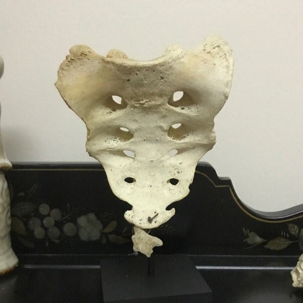 Center Post Base- Display Stand for Shells and Other Hollow Objects- 5 ...