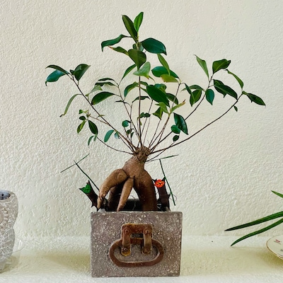 Korok Plant Pot Decoration Botw/totk - Etsy
