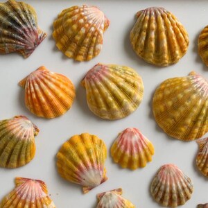 Hawaiian Puka Shells Bulk Seashell puka shell earrings puka | Etsy