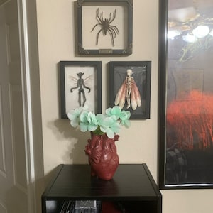 Real Framed Giant Actias Luna Moth 3D Floating Shadow Box Insect ...