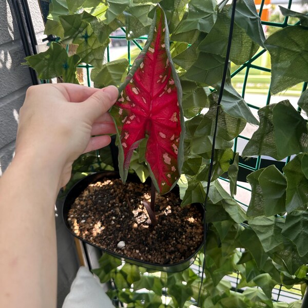 Caladium 'dot's Delight' Choose From 4 Options Very Limited - Etsy