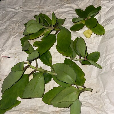 Fresh Jamaican Leaf of Life Herbs Organically Grown, Leaves ONLY - Etsy