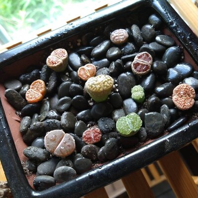 SEEDS Lithops Aucampiae 'jacksons Jade' 20seeds C395 - Etsy