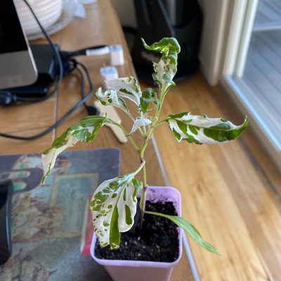 Dragon Cayenne Hot Pepper Seeds - Etsy