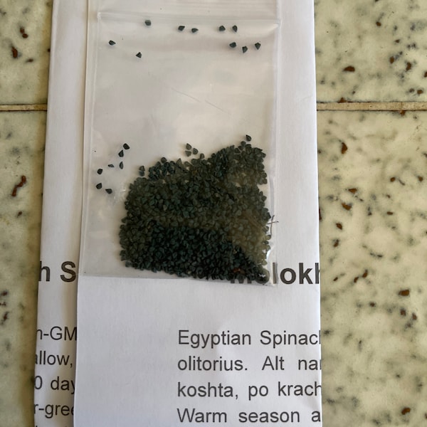 Molokhia - Egyptian Spinach Seeds,rau Day,saluyot, Jew Mallow,po ...