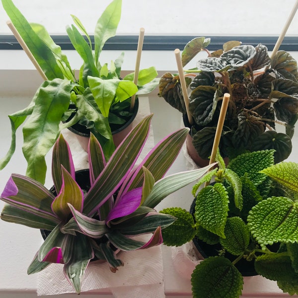 Houseplant Variety Pack (4 Plants) (4" Pots)*easy Care *assorted ...