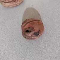 UDA, Hwentia, Grains of Selim, Xylopia Aethiopica, Uda Seed, Uda Spice ...