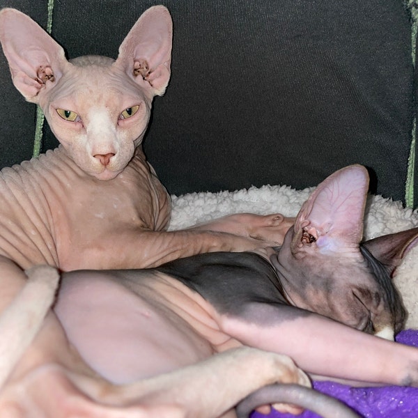 Hairless Pet Shampoo & Conditioner Set | Natural Sphynx Cat Shampoo ...