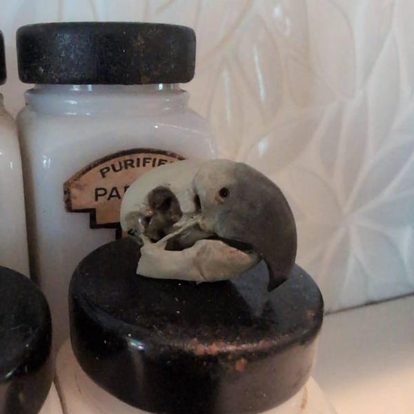 Tadpole Mini Jar - Baldur's Gate 3 Mind Flayer Illithid Parasite ...