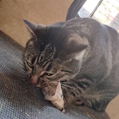 Chicken Head Whole Dehydrated, 25 Pack, Treats Chews Bone - Etsy