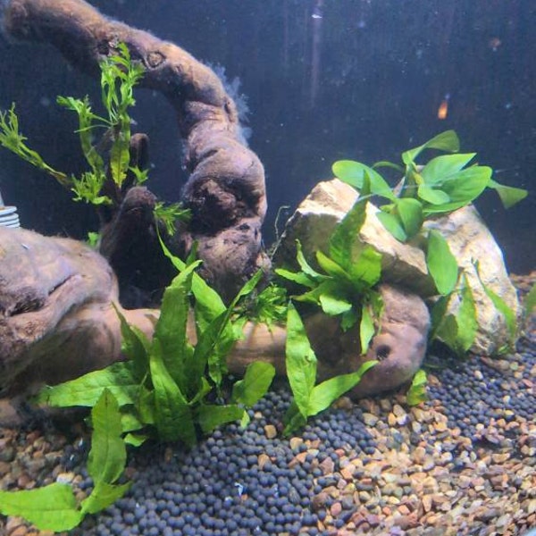 Eleocharis Vivipara Giant Hair Grass Freshwater Live Aquarium Plants ...