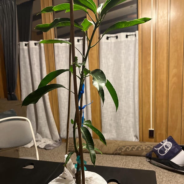 Mango Alphonso Tree, Grafted, 3gl - Etsy