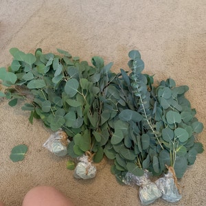 Fresh Gunni Eucalyptus/ Wedding/ Greenery/ Eco Printing / Silver Dollar ...