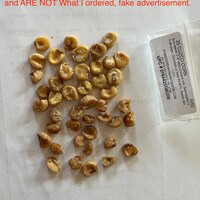 5 Rainbow Tree Seeds-1303 - Etsy