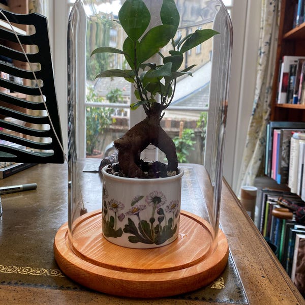 Large Glass Dome With White Wooden Base | 26 V 17 Cm (h, W) | Extra ...