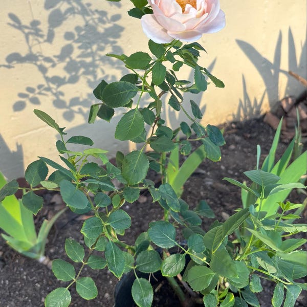 Chinese Julie. Climbing Rose Hanxian 涵仙，cut Rose. Highly Recommended ...