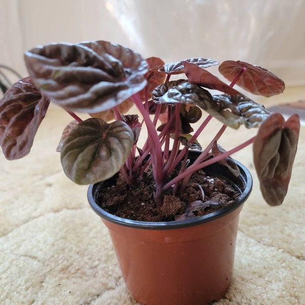 Red Ripple Peperomia - Caperata- 4in Pot - Tropical Indoor Houseplant ...