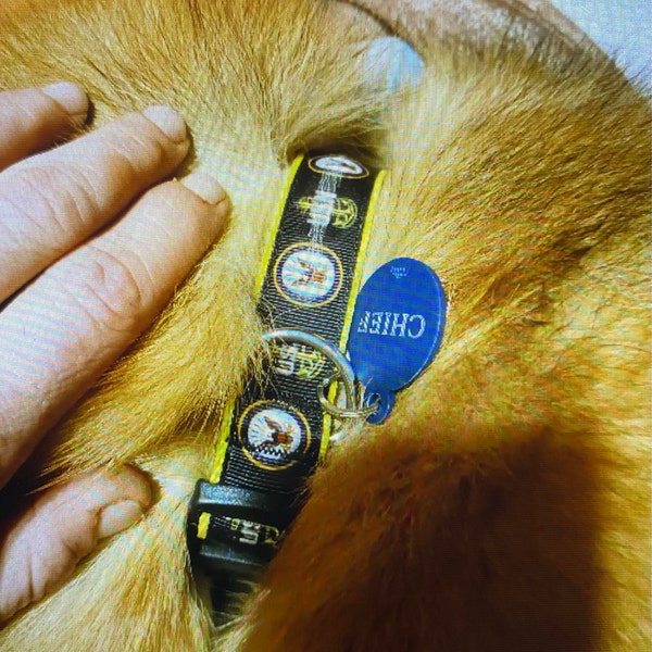 Saint Patrick's Day Shamrocks Dog Collar, Leash, or Matched Set....also ...