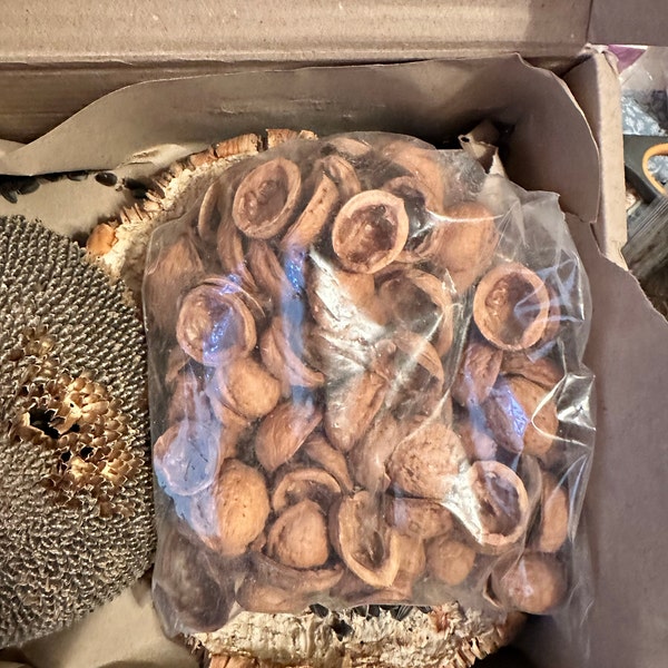 100 Pcs Walnut Shell Halves,walnut Halves Creativity,walnut Slices ...