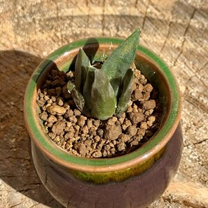 Rebutia Muscula Touchable Cactus in 6 Inch Pot E 250 - Etsy