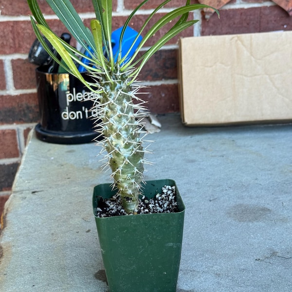 Baby Toes | 2.5 Inch | Fenestraria Rhopalophylla | Mimicry Plants ...