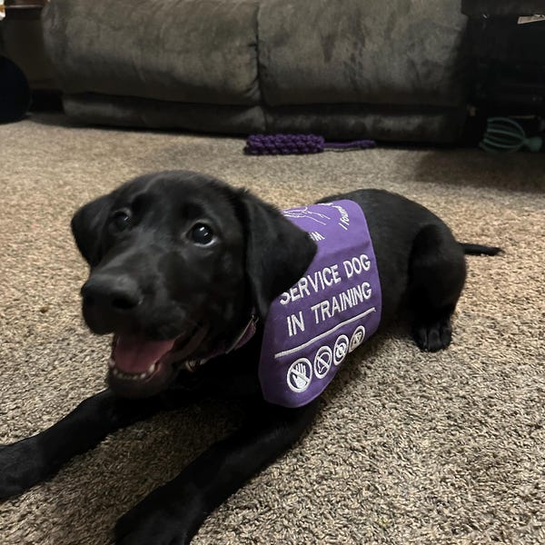 Pocket Upgrade, Custom Dog Vest Add-on - Etsy