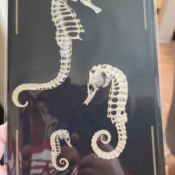 Realistic Paper Animal Skeletons, Double-sided Print, Paper-cut Craft ...
