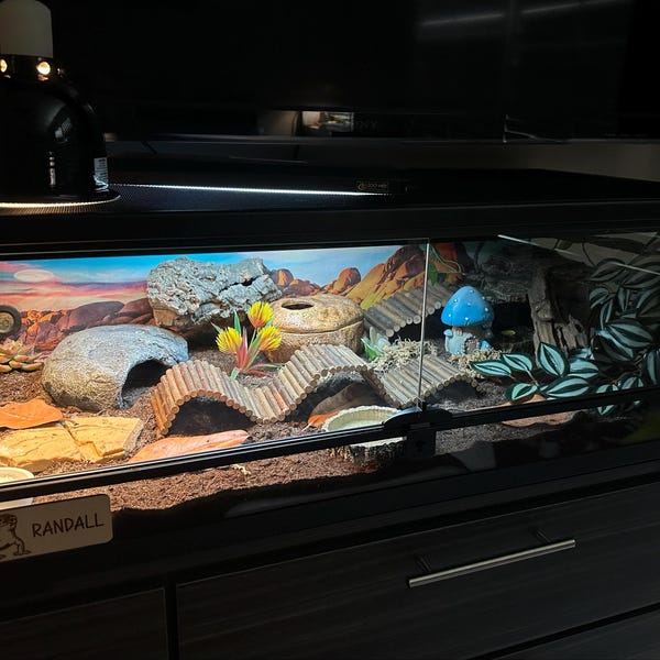 Leopard Gecko Tank Decor, Leopard Gecko Accessories, Leopard Gecko Tank ...