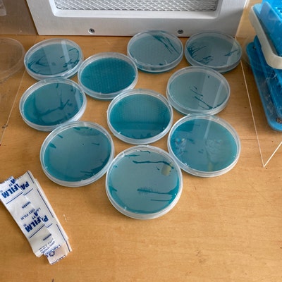 Agar Culture Plate 10 Pack 100mm X 20mm O Fungi U - Etsy