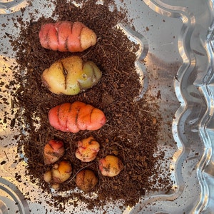 Oca Seed Tubers / Root for Planting Uqa, New Zealand Yam Organic oxalis ...