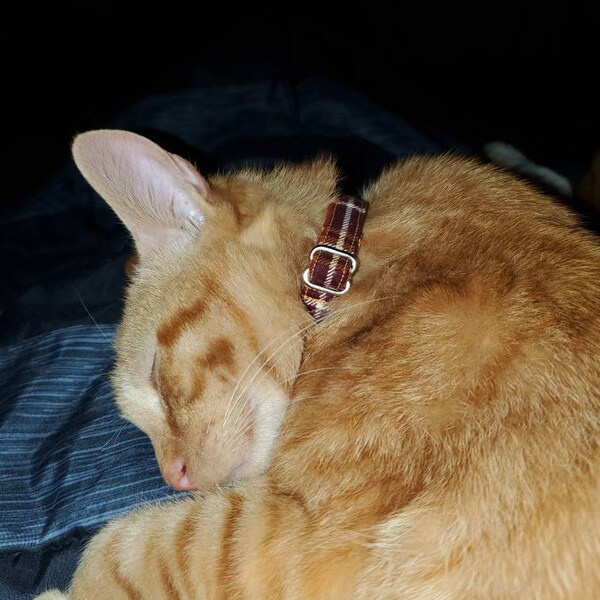Autumn Cat Collar- Fall Cat Collar- Holiday Cat Collar- Leaves Cat ...