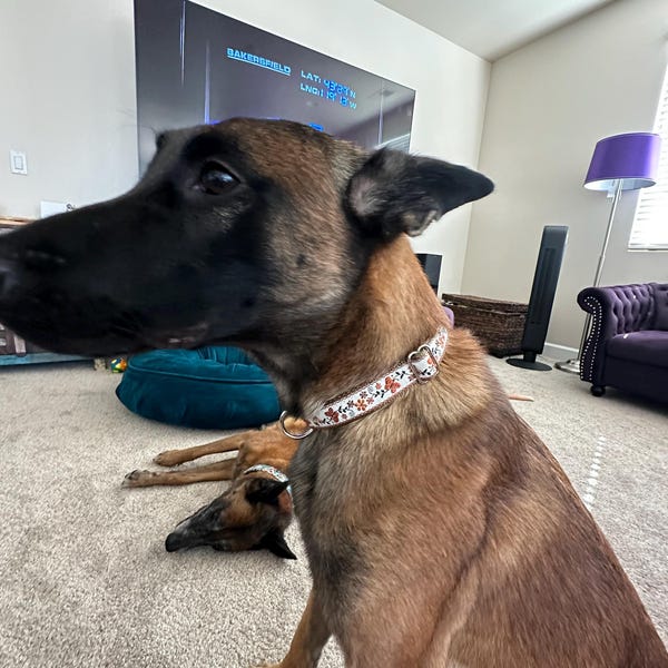 UGLY Bells for Pet Collar Chipped Jingle Bell for Cat Collar Character ...