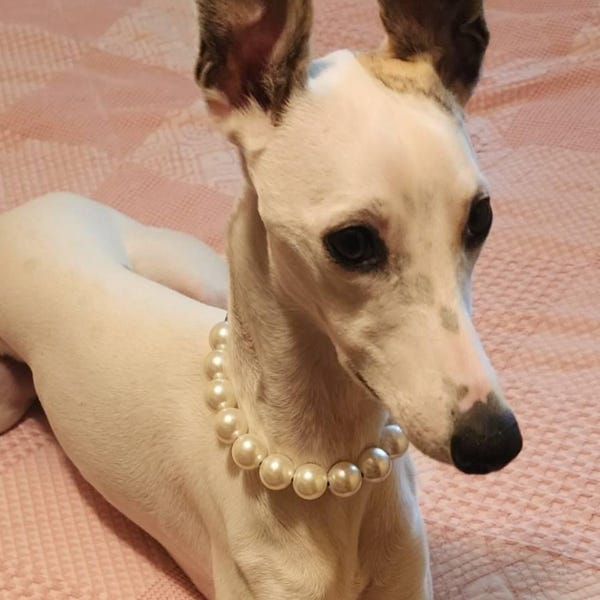 Orchid Bling Bead Dog Collar, Hot Pink, Purple Swiftie Glam Pearl ...