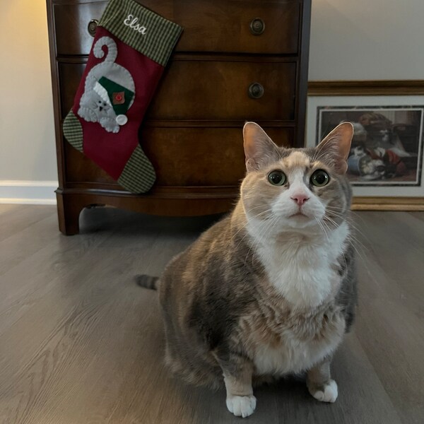Cat Stocking, Cat Christmas Stocking, Stocking for Cat, Christmas ...